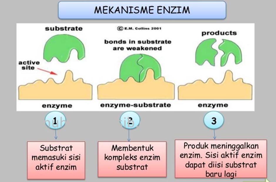MATERI DAN LKPD BAB ENZIM