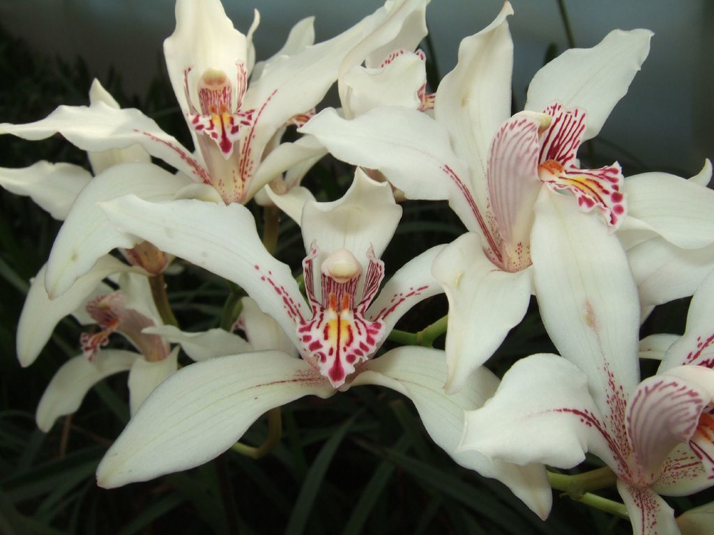 Cymbidium insigne - The Splendid Cymbidium care and culture | Travaldo ...
