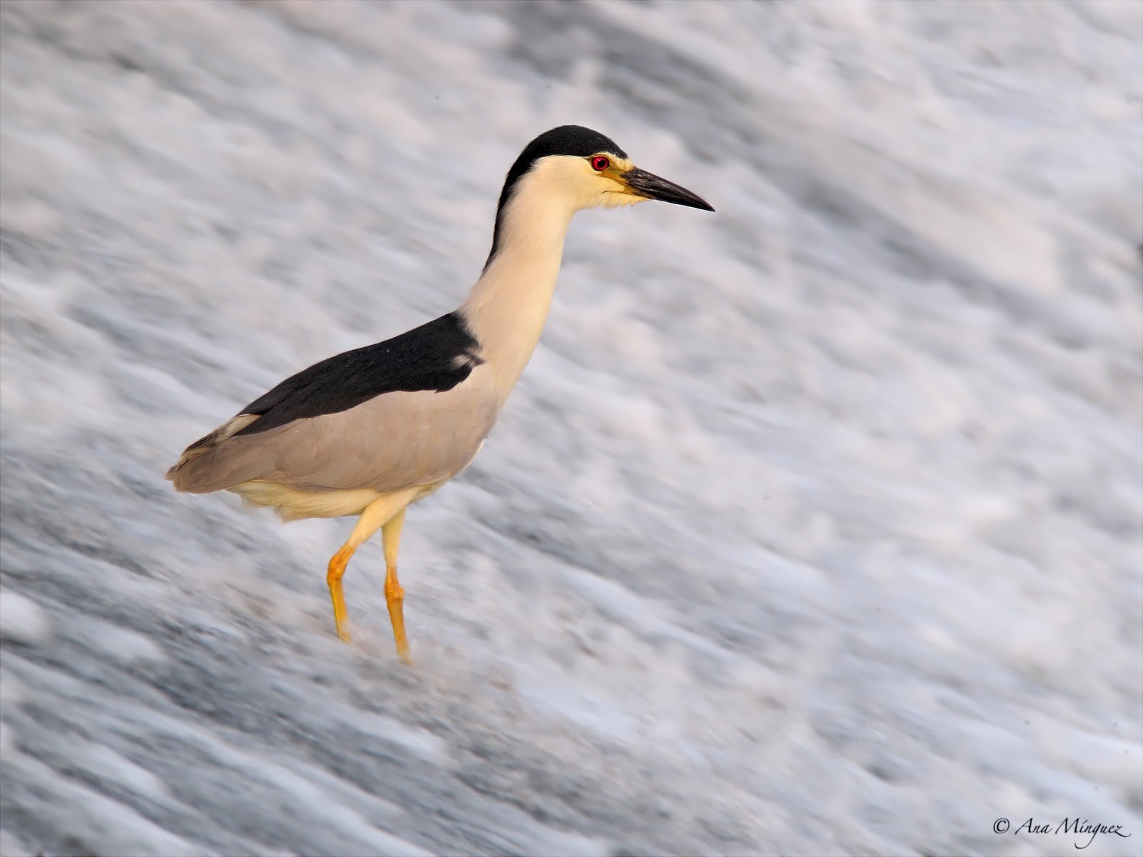 NATURANAFOTOS: De pesca con el Martinete