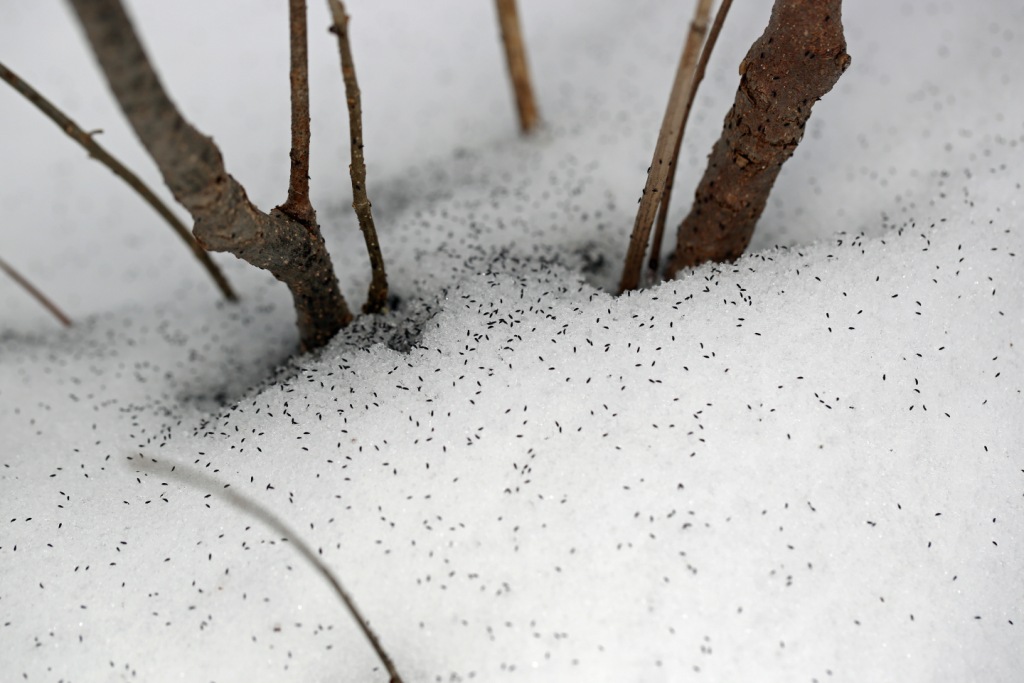 Ohio Birds and Biodiversity: Snow Fleas (you read that correctly)