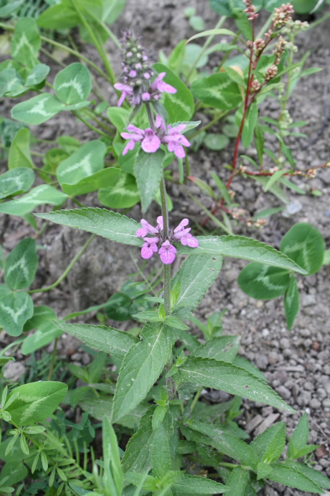 Planter i bestemors hage: Ugress