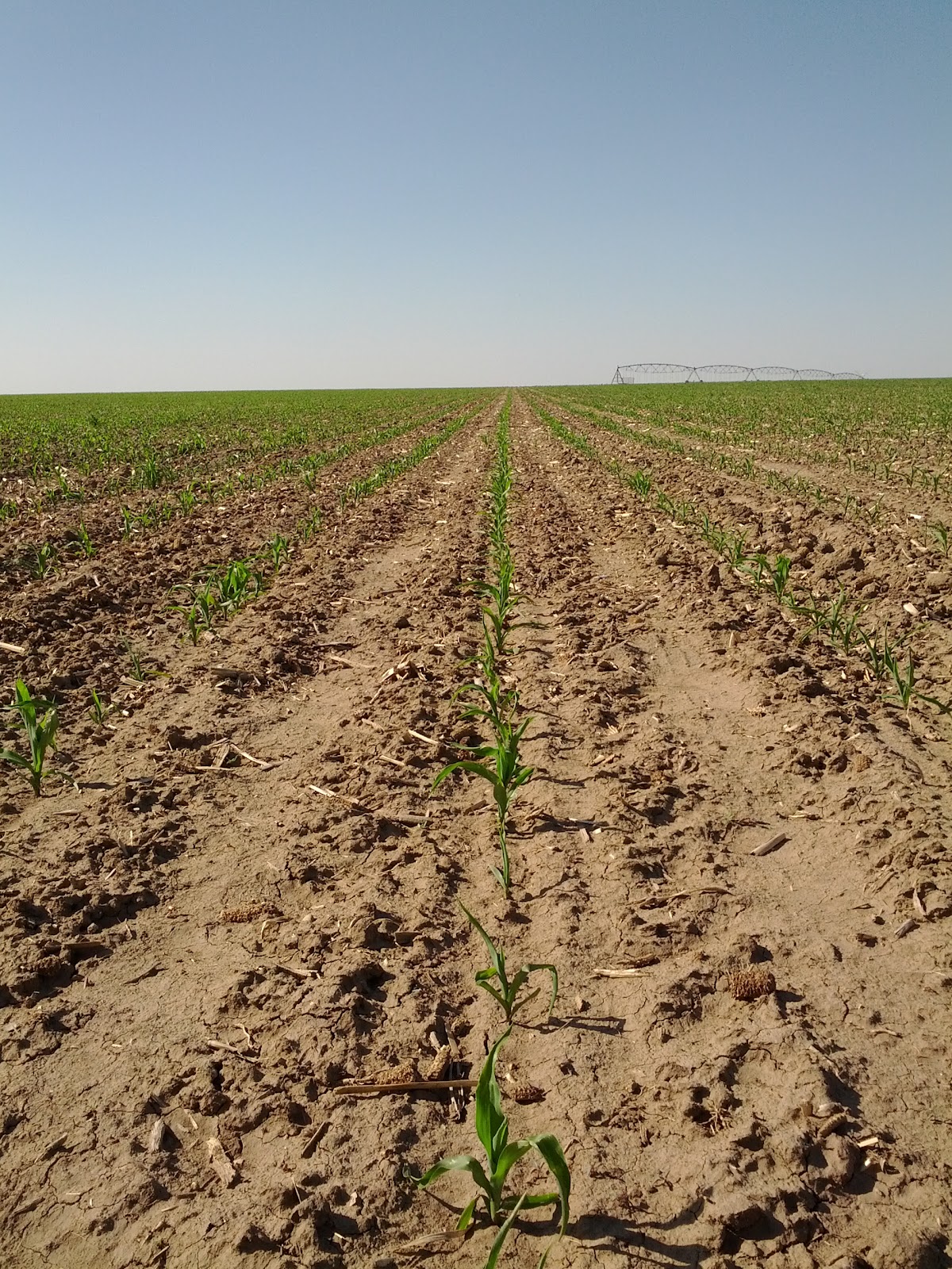 My Grain Headaches: Corn Cam