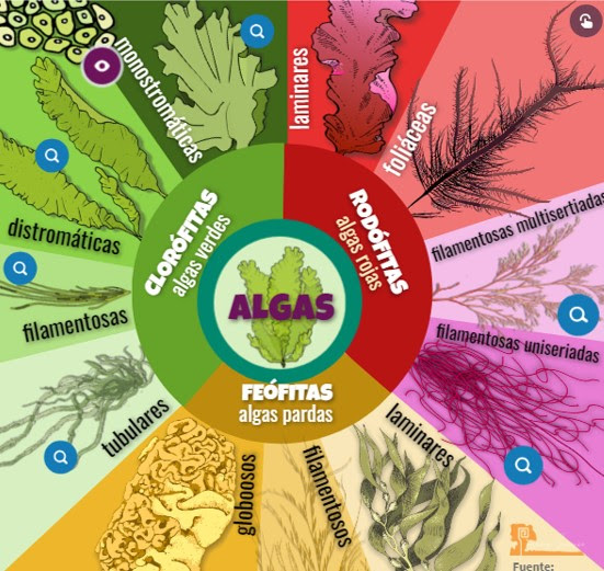 CLASIFICACIÓN MORFOLÓGICA DE LAS ALGAS - PERÚ