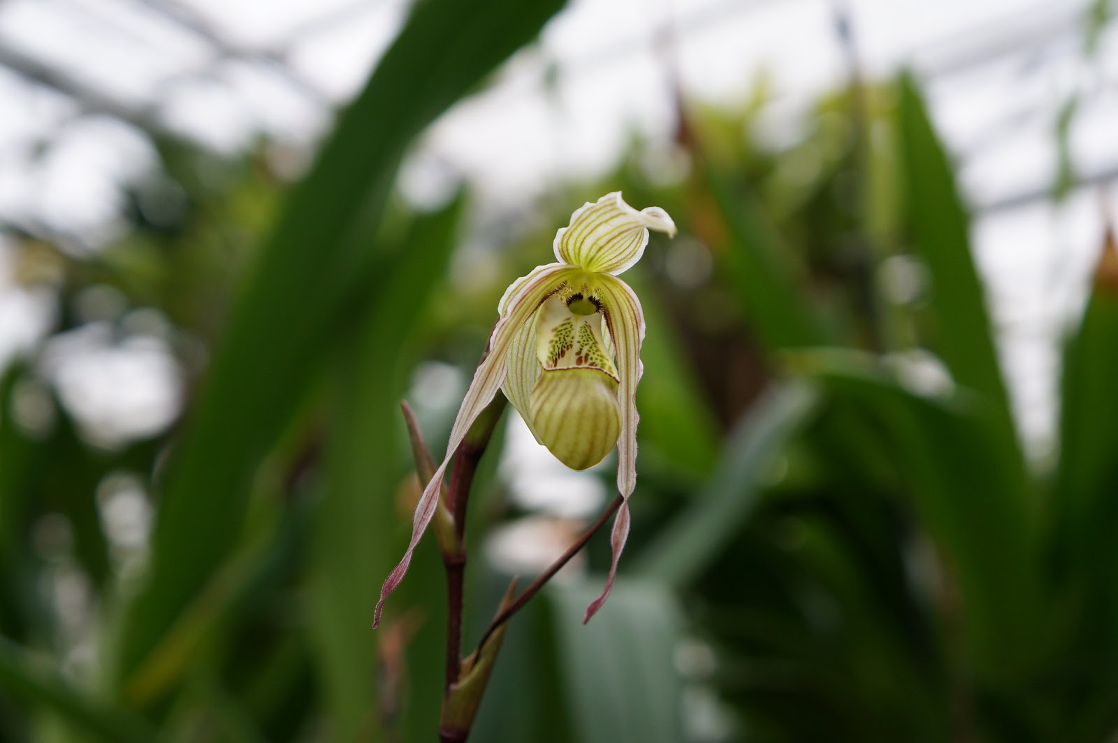 Phragmipedium pearcei care and culture | Travaldo's blog