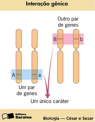 a tricolina biologa: Interação Gênica