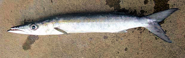 A Arte da Pesca: Peixes de Água Salgada - Bicuda