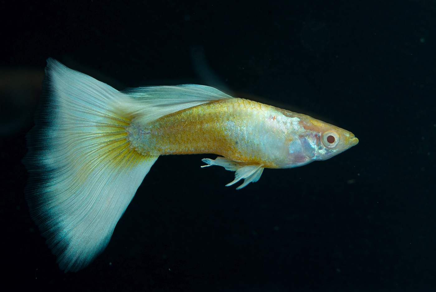 Guppy Show in Kettering 2017 - Ralfs-Guppy-Blog