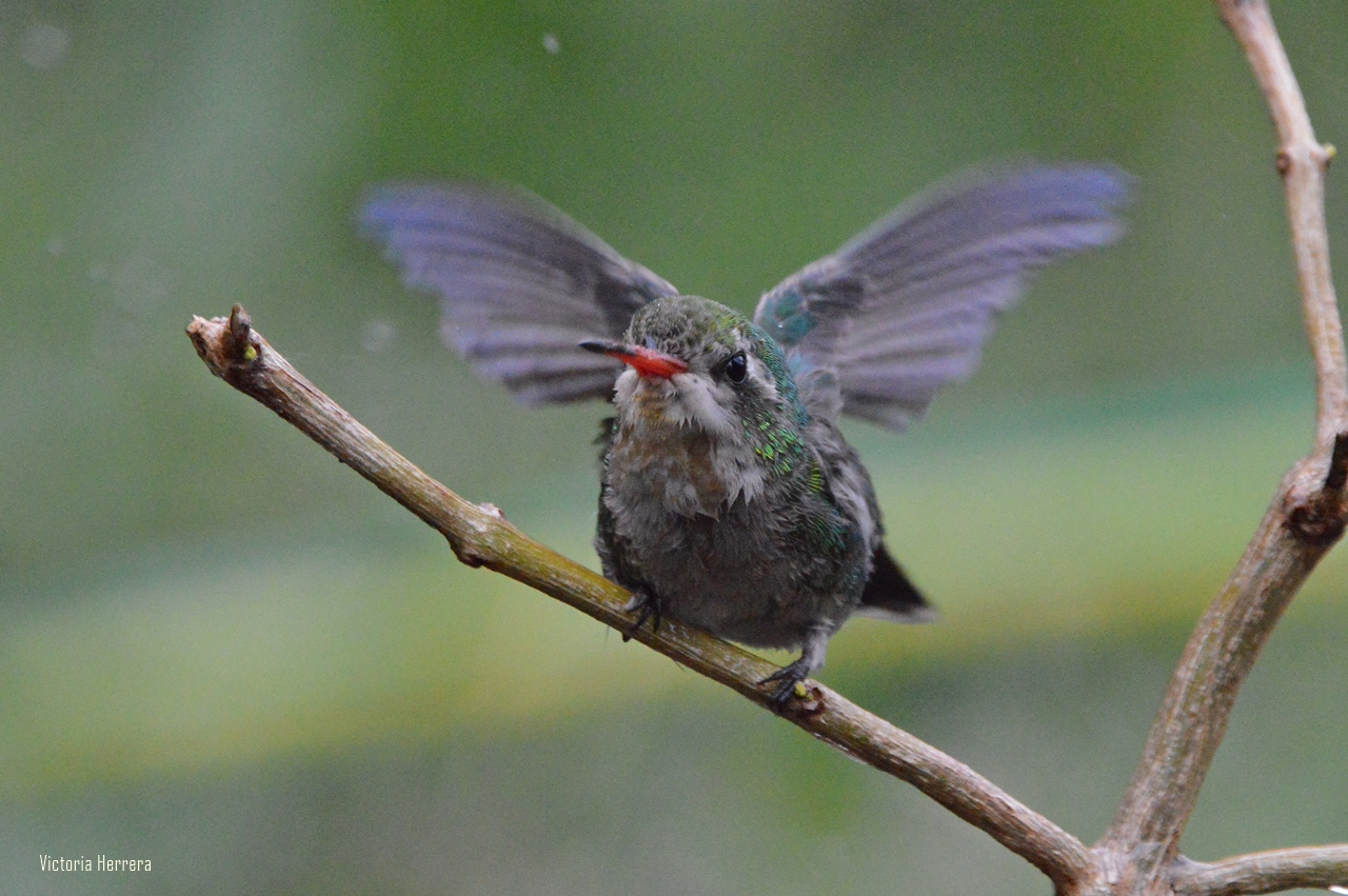Observando aves: Picaflor verde