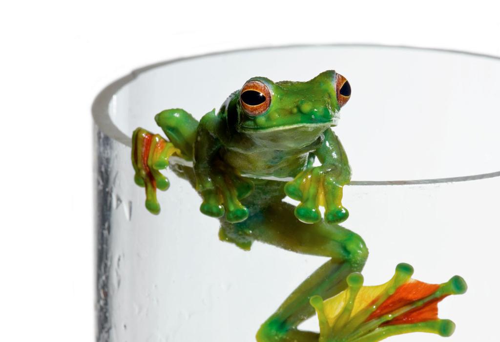 Colorful Frog wallpapers and Backgrounds Free Download - Planet Wallpapers