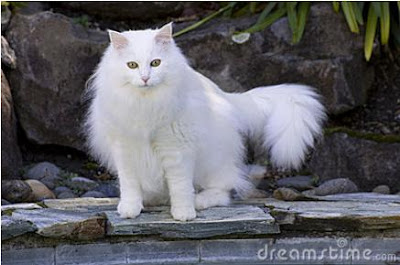 meonginfo: Kucing Anggora dan Photo-Photo Kucing Anggora