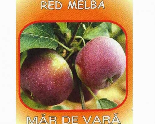 Despre Livada de mere: Livada de Mere Melba în Republica Moldova