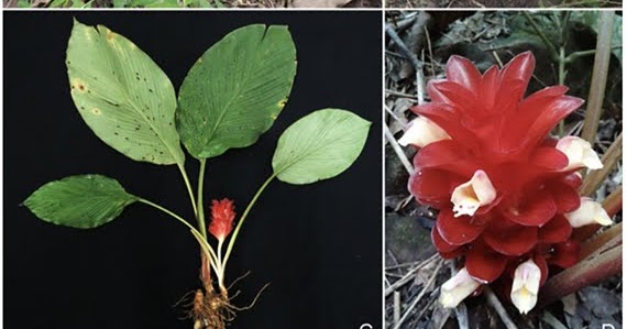 CURCUMA CINNABARINA AND C. EBURNEA (ZINGIBERACEAE: ZINGIBEROIDEAE), TWO ...