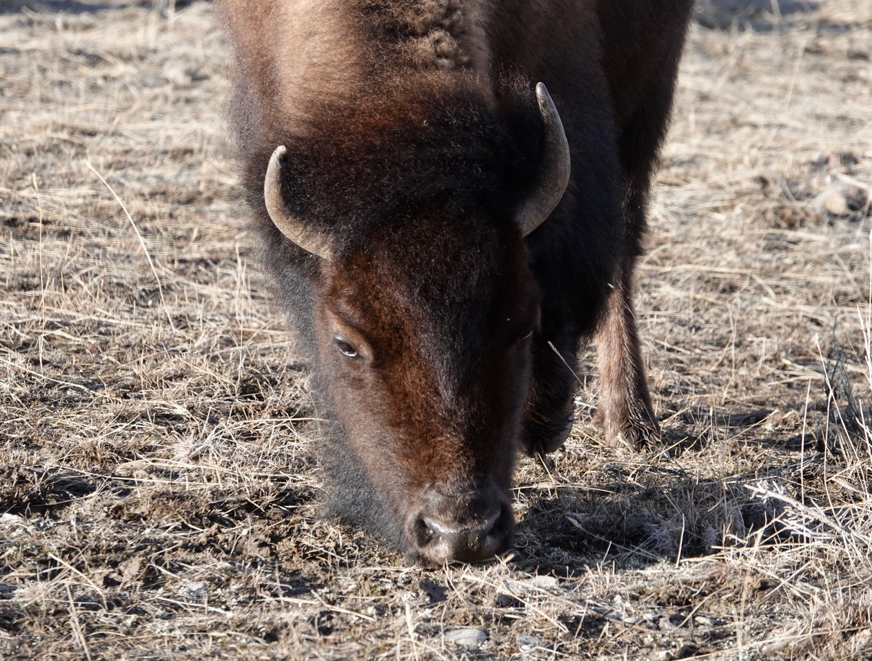 Rick Lamplugh: A Day in the Yellowstone Bison Migration: A Photo Essay