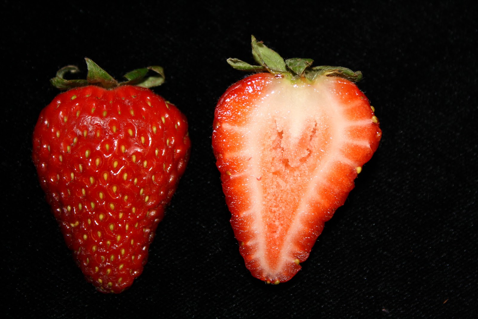 UF BOT 2710: Practical Plant Taxonomy: Lab 7: General structure of ...