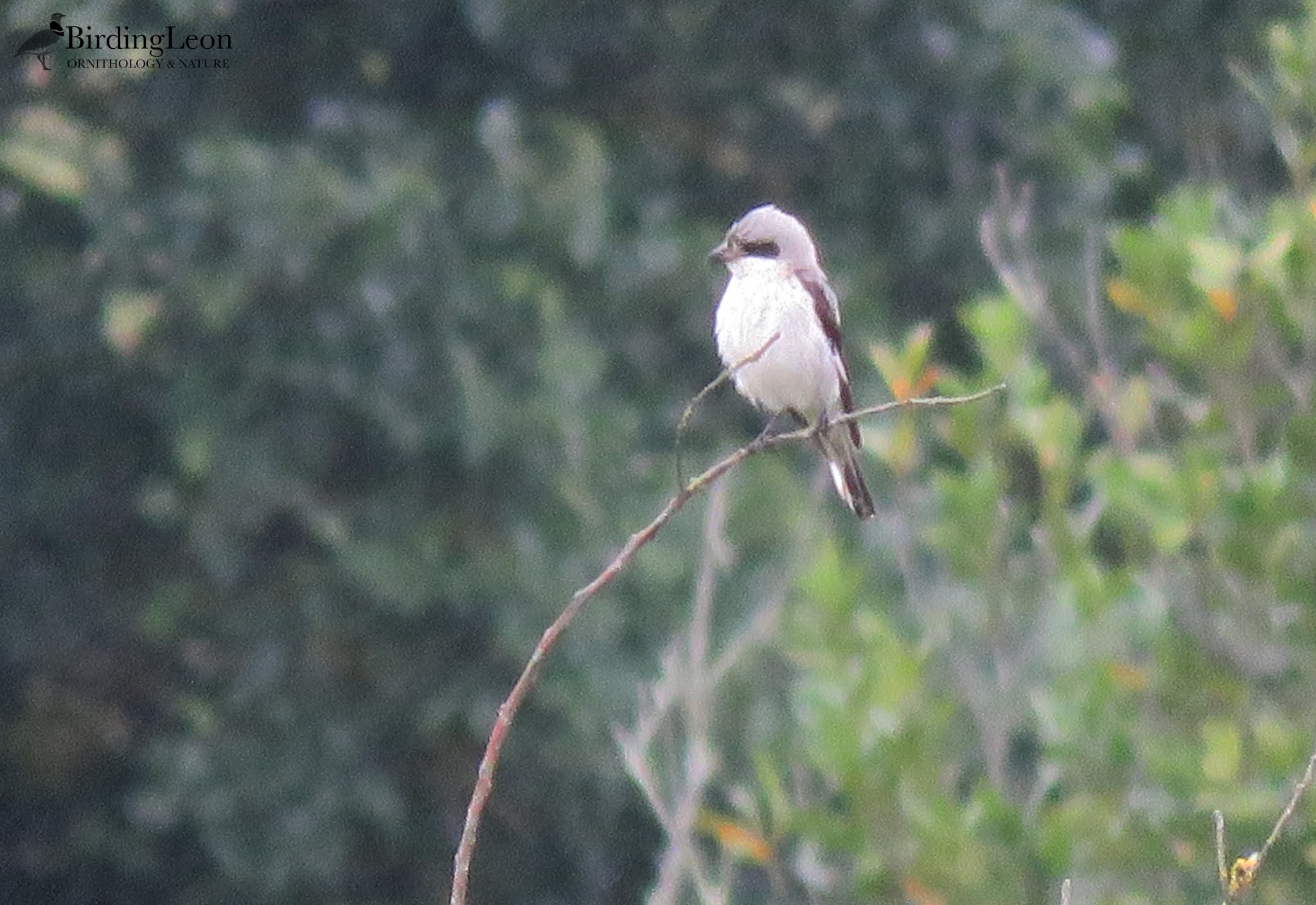BIRDINGLEON: ¡¡ALCAUDÓN CHICO en Asturias!!