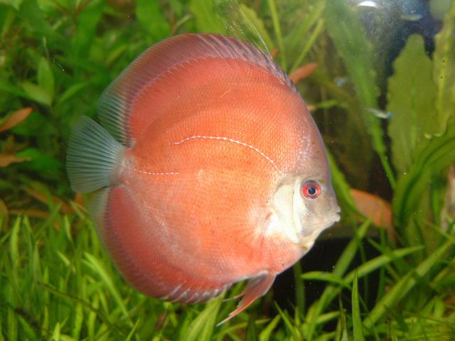 Shamudra Bilash: Discus Fish