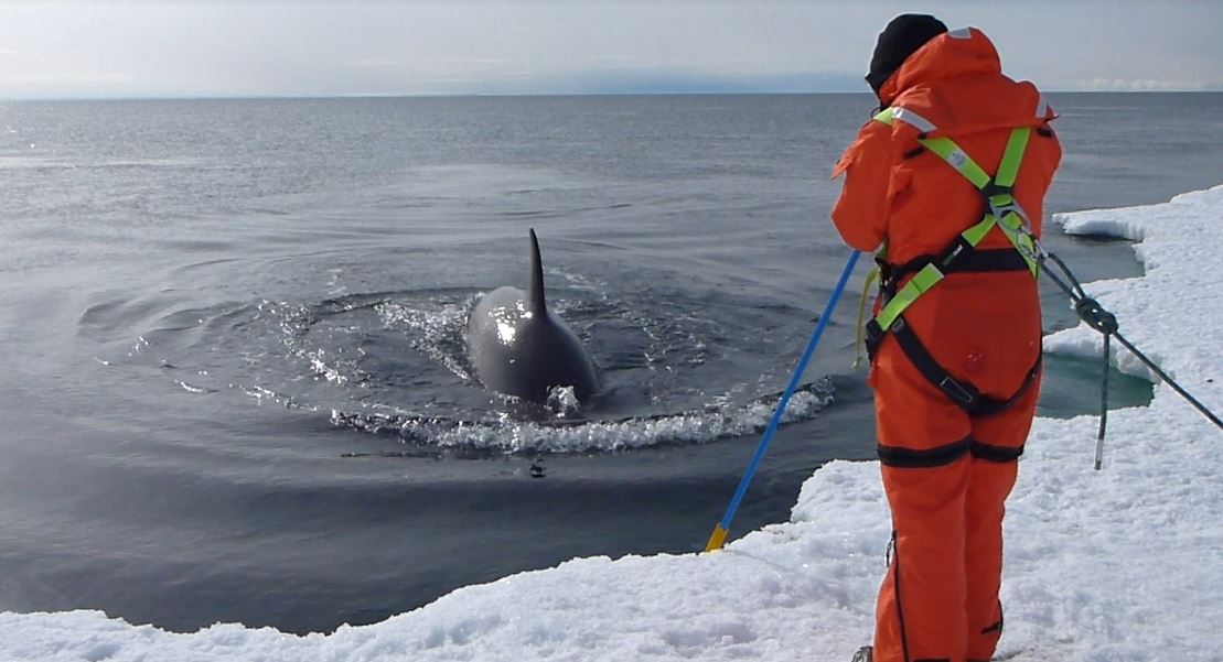 Shooting Killer Whales for Science in Antarctica | Whale of a Time