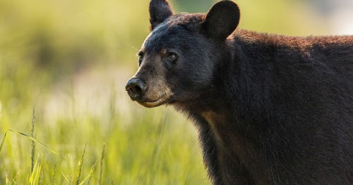 Taiga Biome Animals - knowledge centre