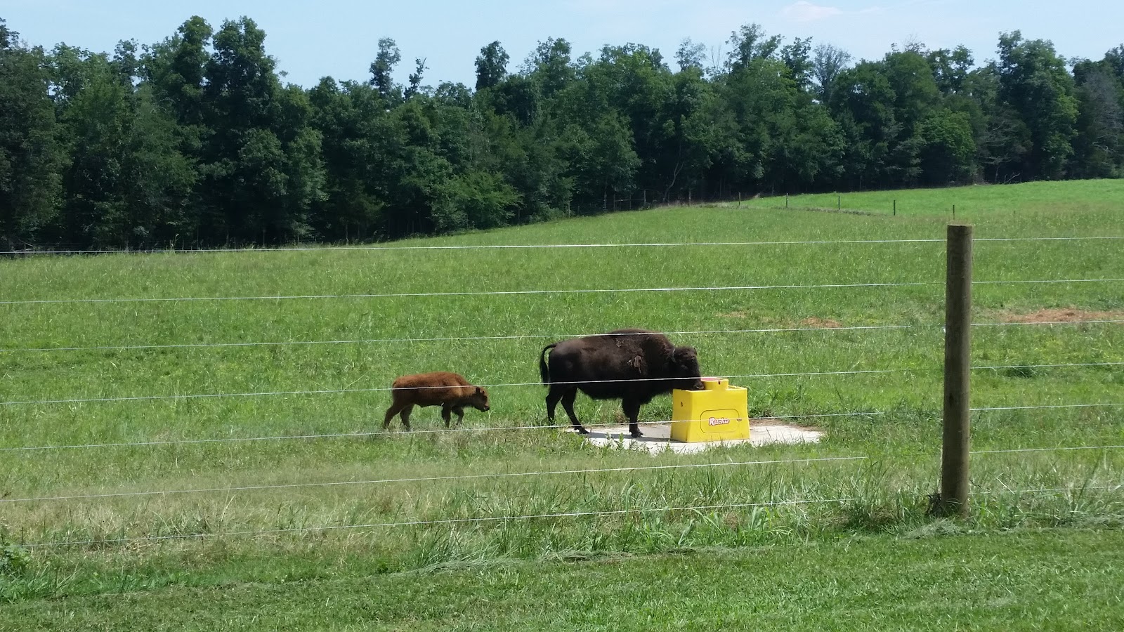 Pet Bison in North Carolina