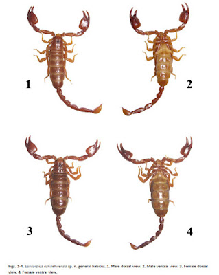 The Scorpion Files Newsblog: Two new Euscorpius species from Turkey