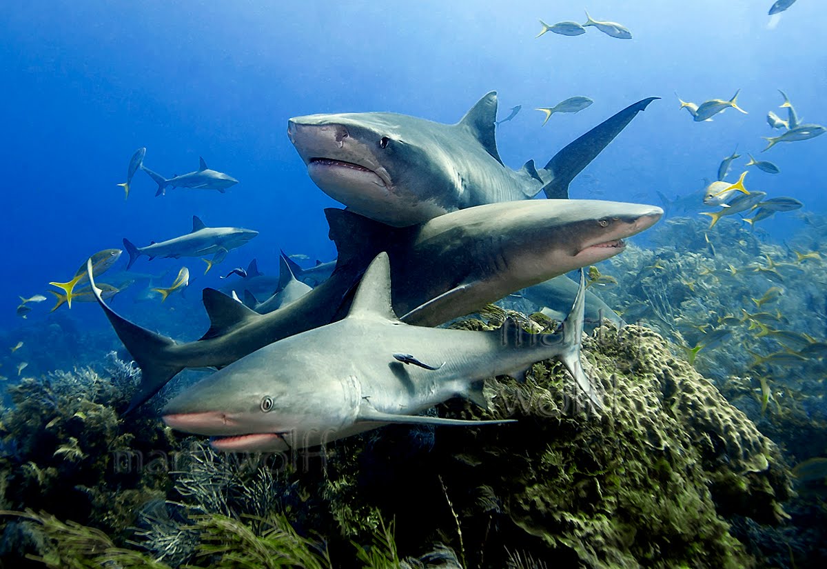 The Best Shark Dive in the World!: Marty's Sharks!
