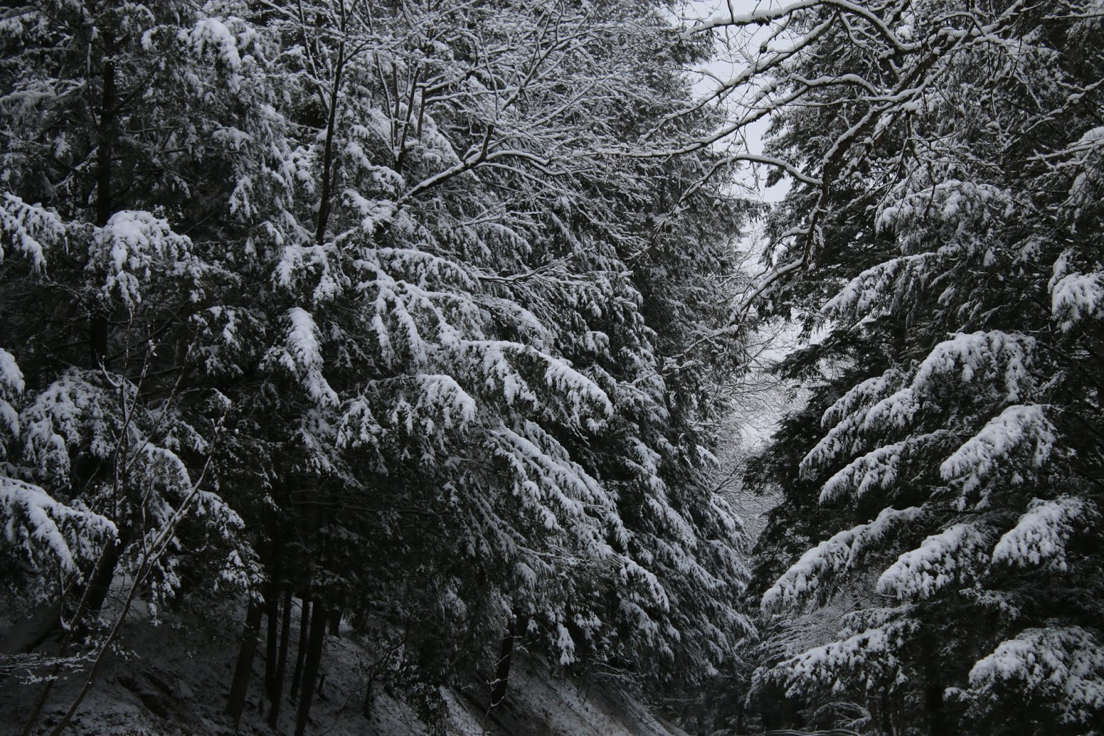Finding Adventure and Ancient Old Growth Forests at Cook Forest State ...