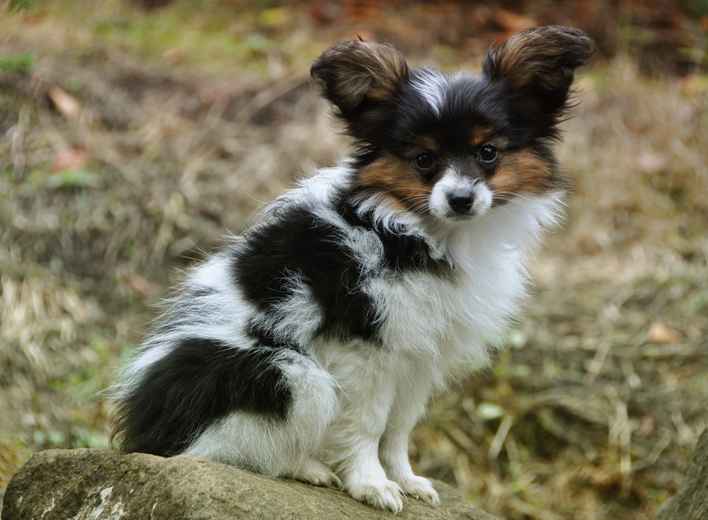 Road's End Papillons : 12 Weeks old Papillon Sibblings