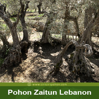 Pohon Zaitun Tertua di Dunia - Ciriciripohon.com