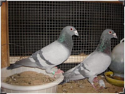 Pigeons for sale: Racing pigeon