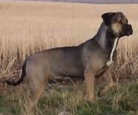 Alaunt Dog Breed Info About Whats This