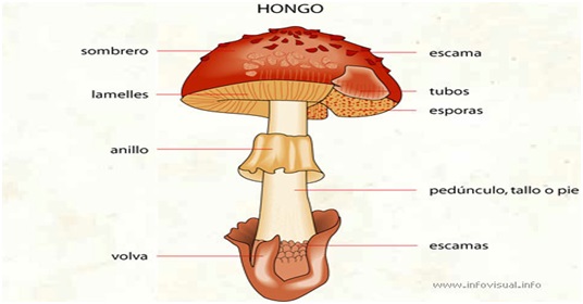 Reino Fungi
