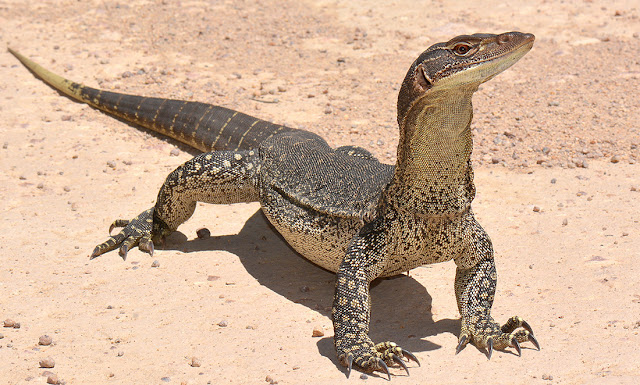 Moving trees, bean bread, goannas