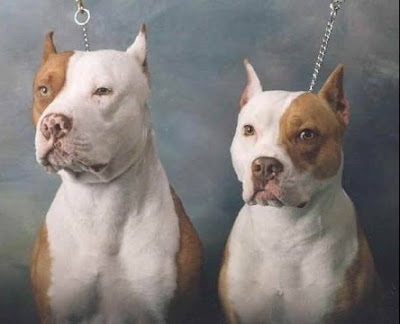 Blog do Pit Bull: Linhagens de Pit Bull - Tradicional e Moderno