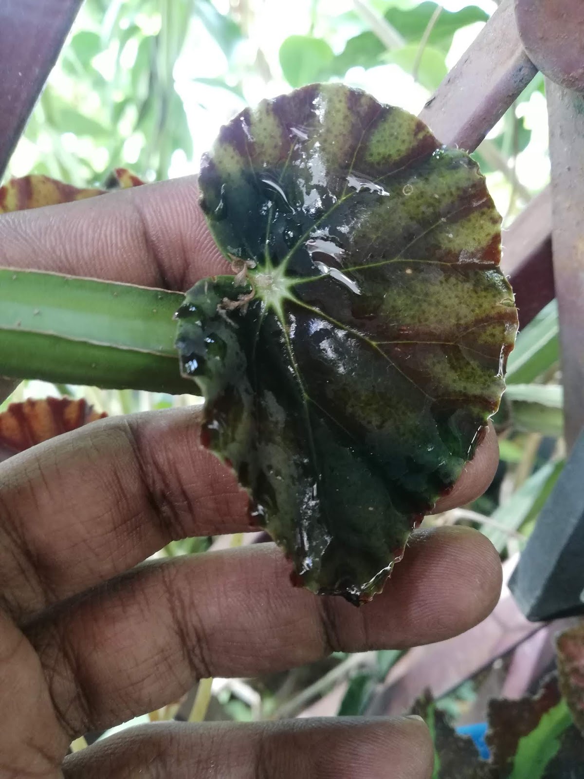 Garden Chronicles of James David: Begonia - mazae f nigricans (Updated ...