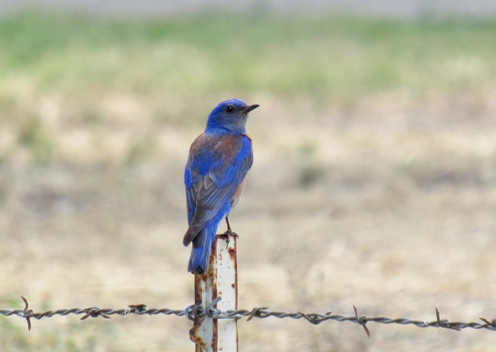 Western Bluebirds