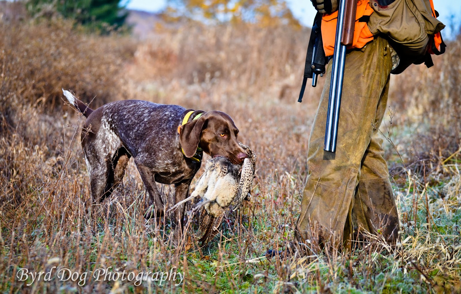 Adventures of a GSP Hunting Dog: First Pheasant Hunt of the Season!