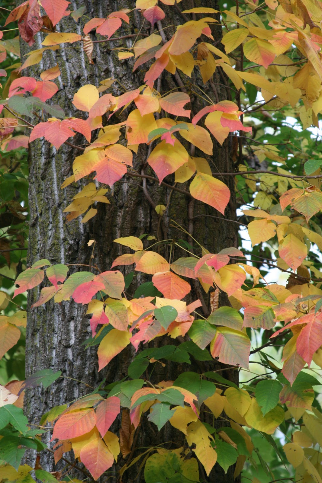 Isabella Conservation District Environmental Education Program: Leaves ...