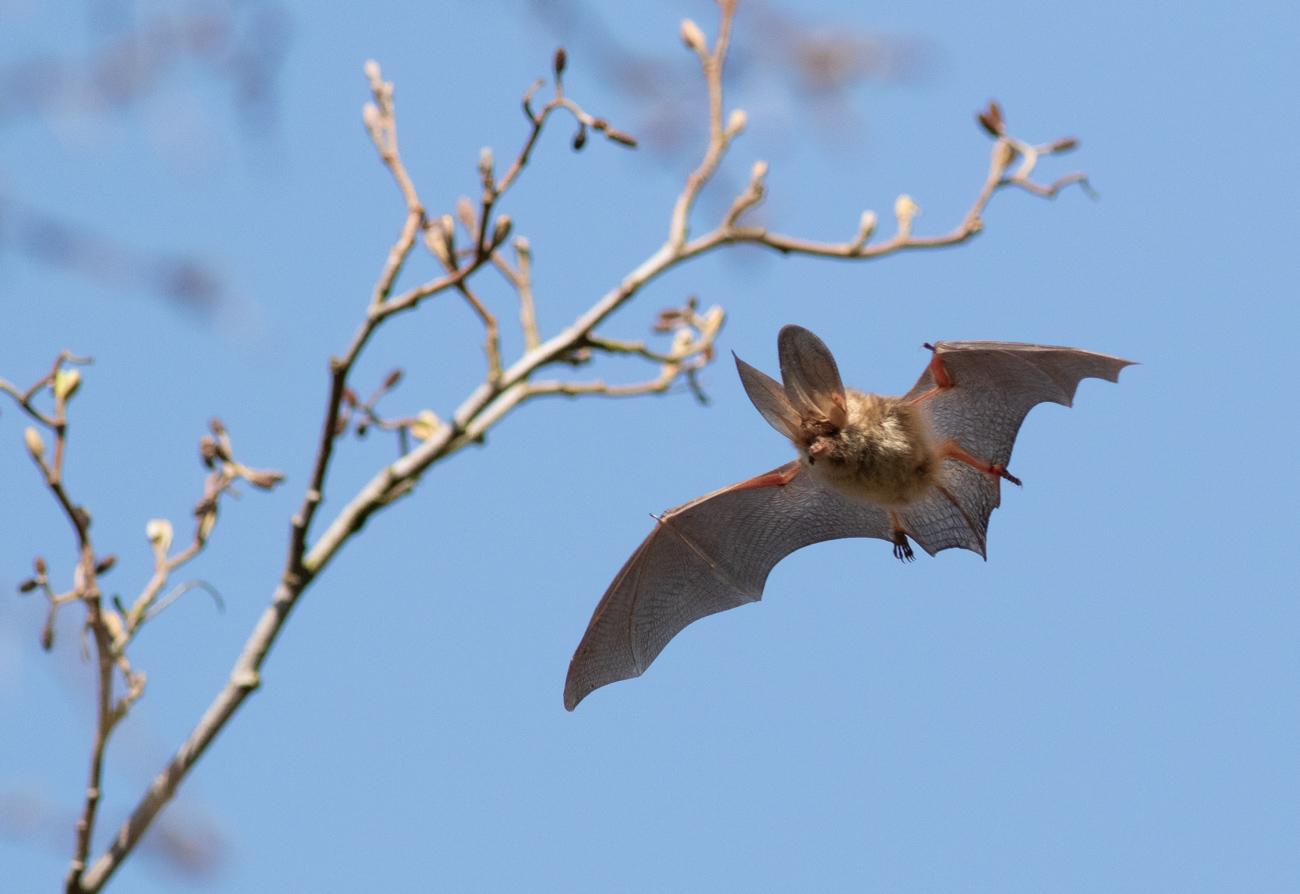 Wright's Wanderings: Long-eared Bat, Scotland, Spring.