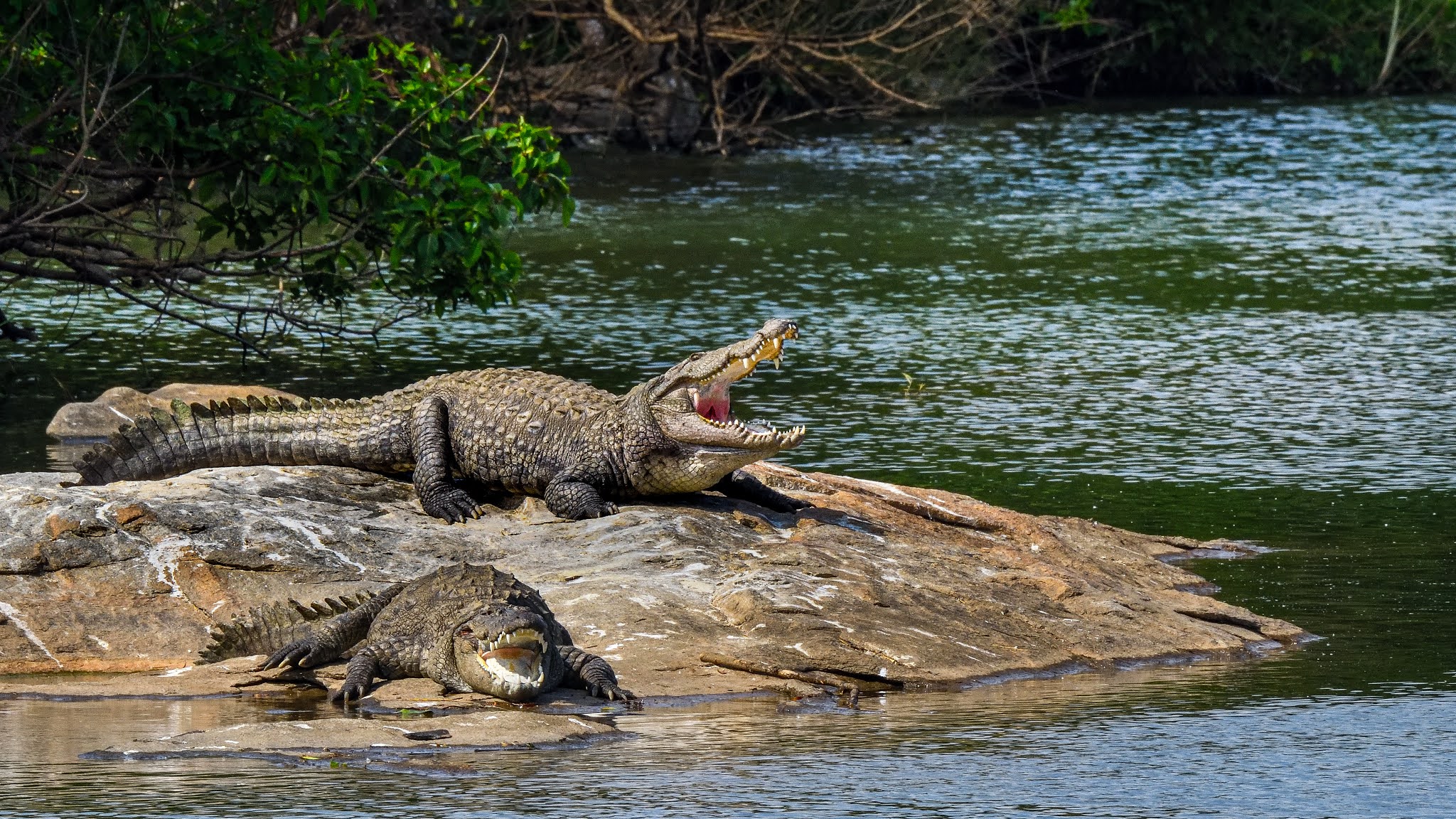 Viraj Karekar's Nature and Wildlife Photography: Birds of Karnataka ...