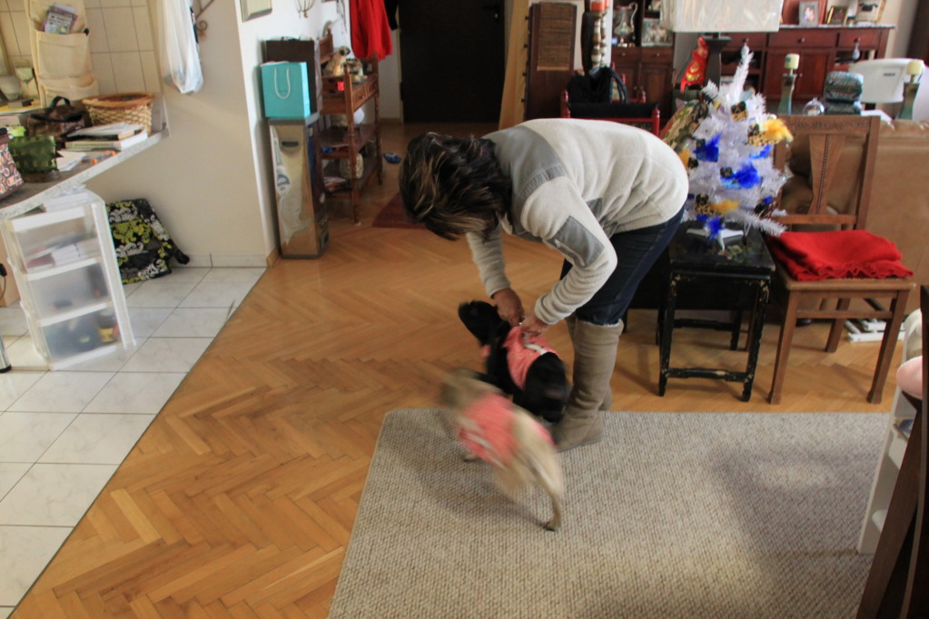 PADDYWAK PUGS: My Latest Pug Craft