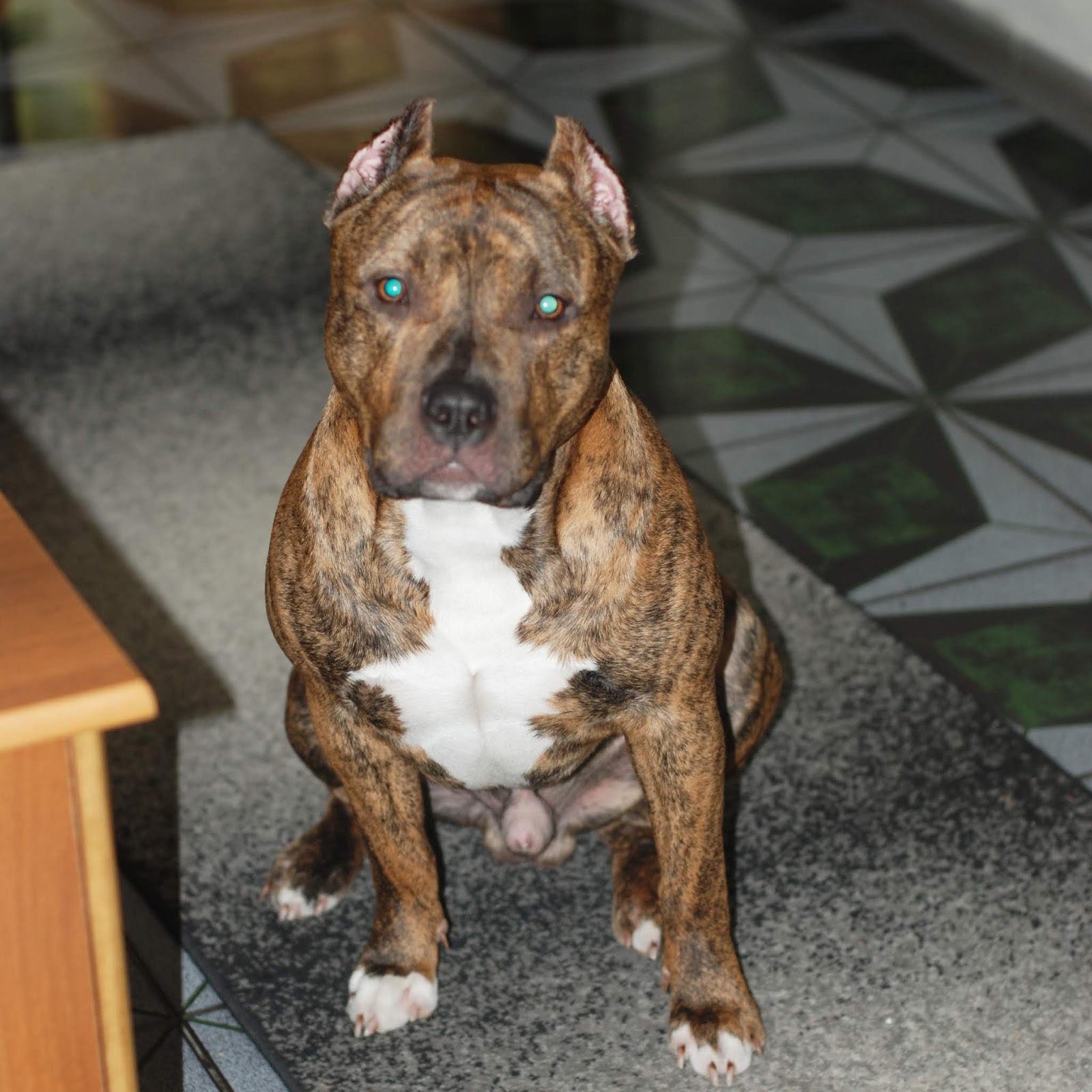 freePitbull: Tutte le linee di sangue dell'American Pit Bull Terrier ...