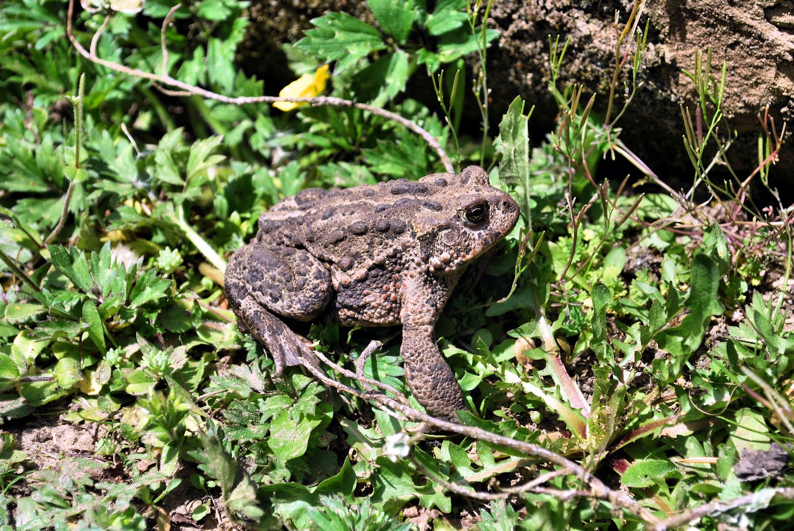 Twisted Fern Farm: Happy With My Old Lens Back