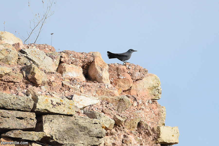 Birding Catalunya: Ocells a Siurana (Cornudella de Montsant, Priorat)