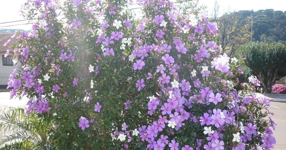 naturezaecossistema: MANACÁ-DA-SERRA