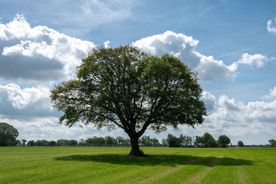 meintaginbildern: Prächtige Bäume