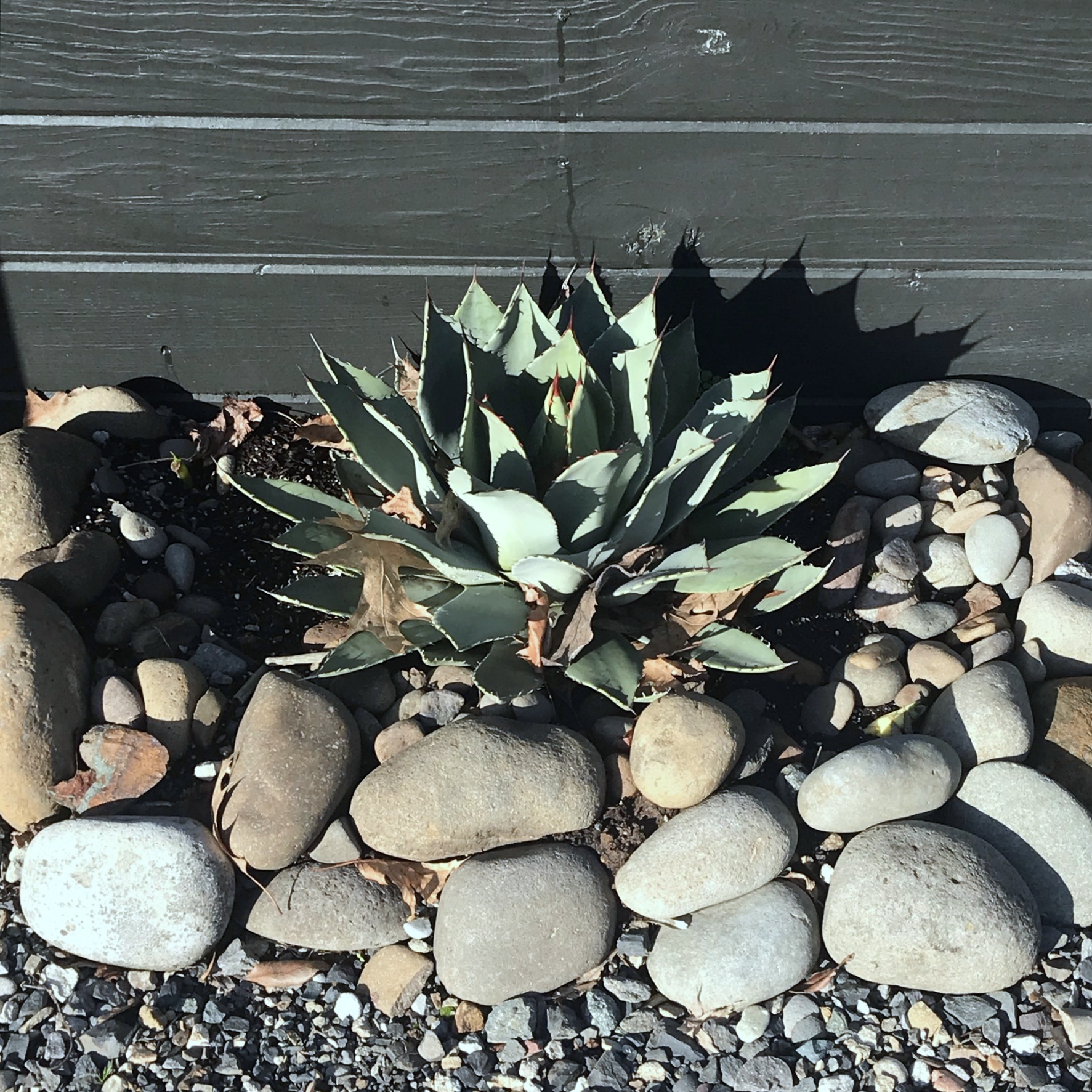 danger garden: Wednesday Vignette, the agave feature wall