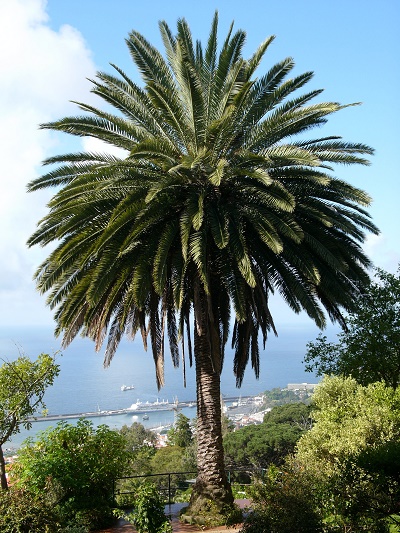 HOW TO GROW PHOENIX CANARIENSIS |The Garden of Eaden