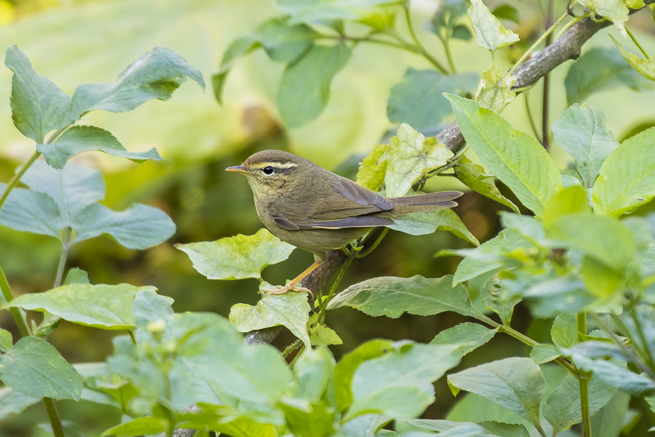 As The Crow Flies - a Hong Kong Birding Blog: Yellow-streaked Warbler ...