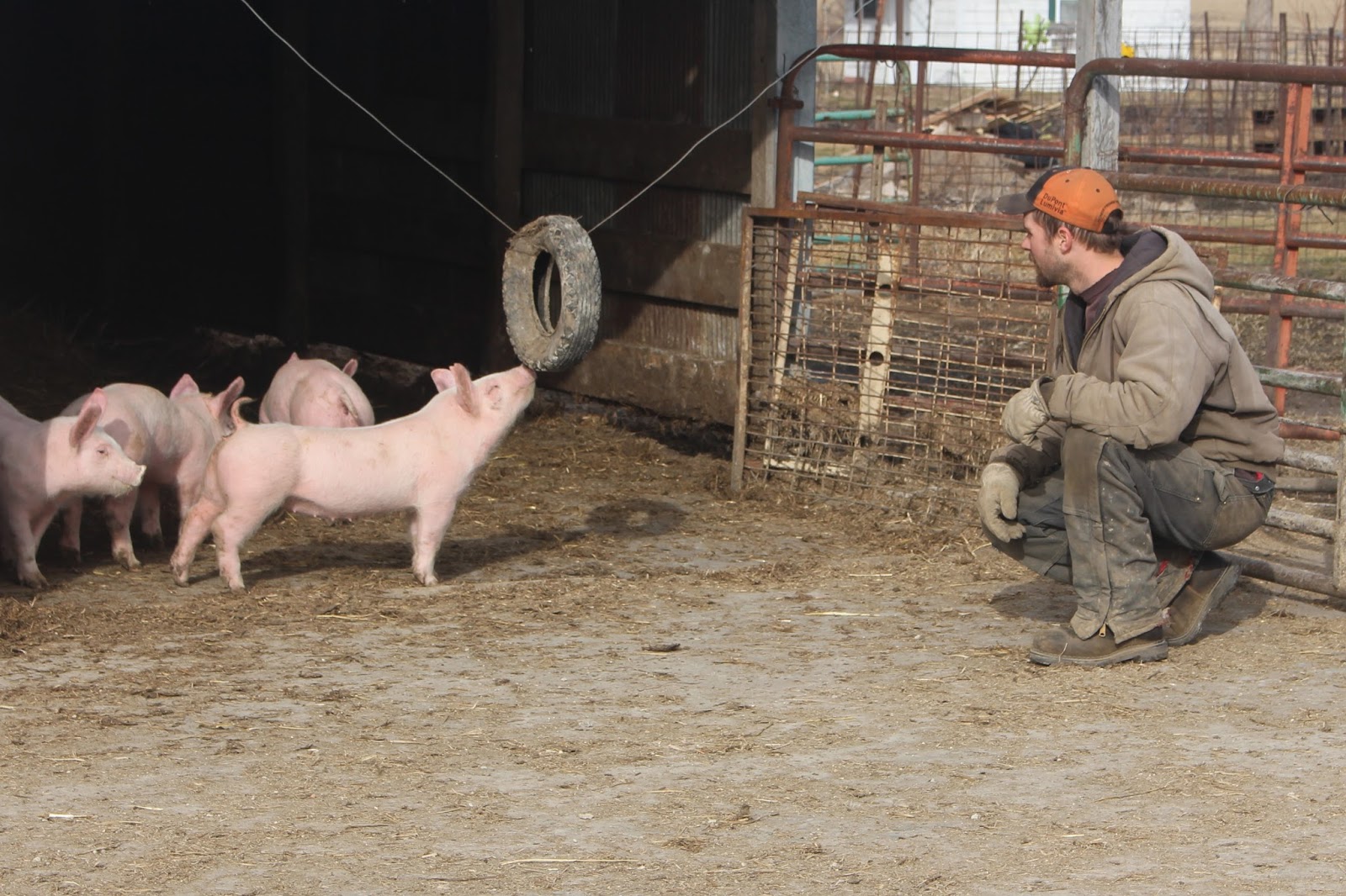 HoelscherFarms: Expanding the Hog Operation