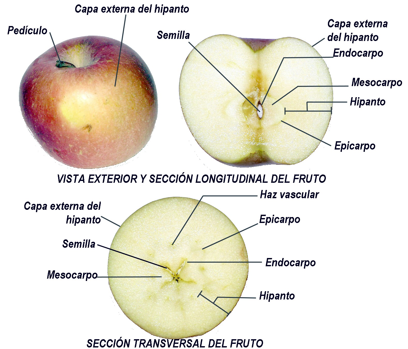 LESSER ANTILLES PLANTS ANGIOSPERMA: DIÁLIPETALAS PLANTAS CON PETALOS ...